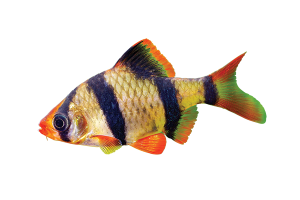 Barbs are a great option