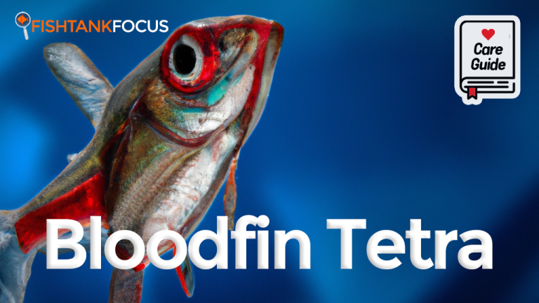 The Essential Care Guide for Keeping Healthy Bloodfin Tetra ...
