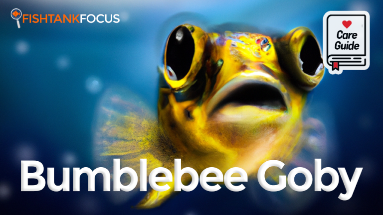 Bumblebee Goby: Complete Guide to Care Including Tank Setup, Mates ...