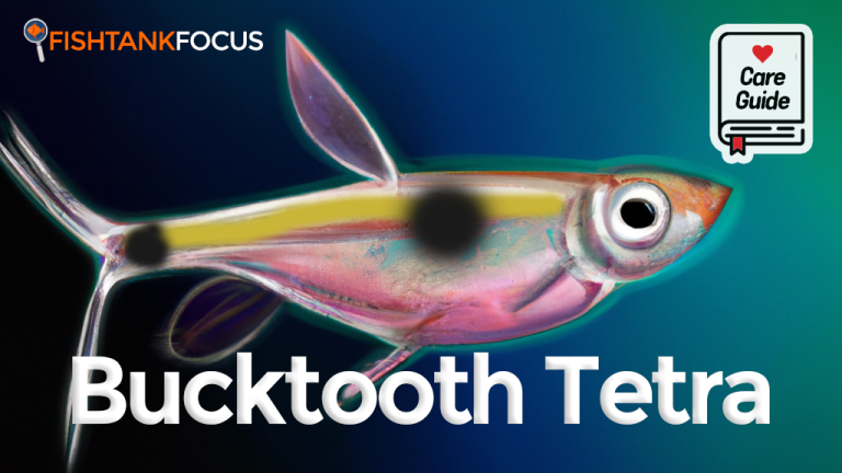 Bucktooth Tetra [Care Guide] - Size, Tank Mates, Diet & More