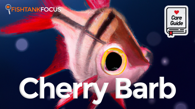 Cherry Barb [Care Guide] - Size, Temperature, Tank Mates, Breeding & More