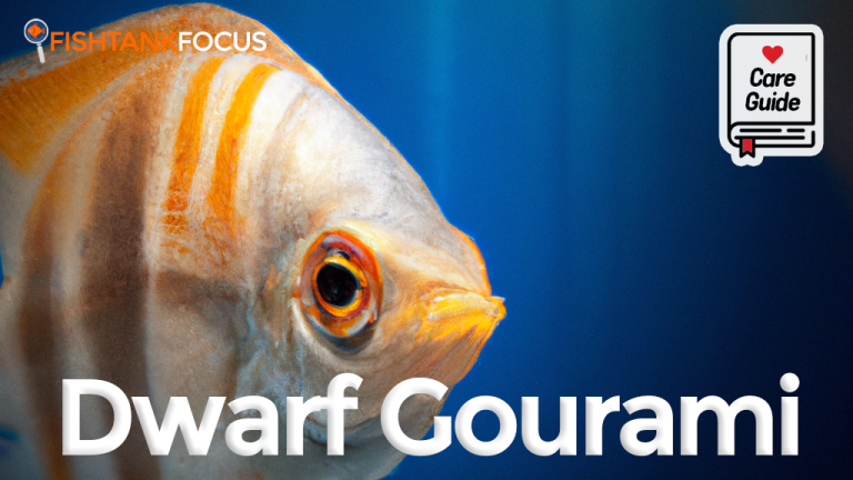 Dwarf Gourami [Care Guide] - Tank Mates, Size, Diet, Disease, Lifespan ...