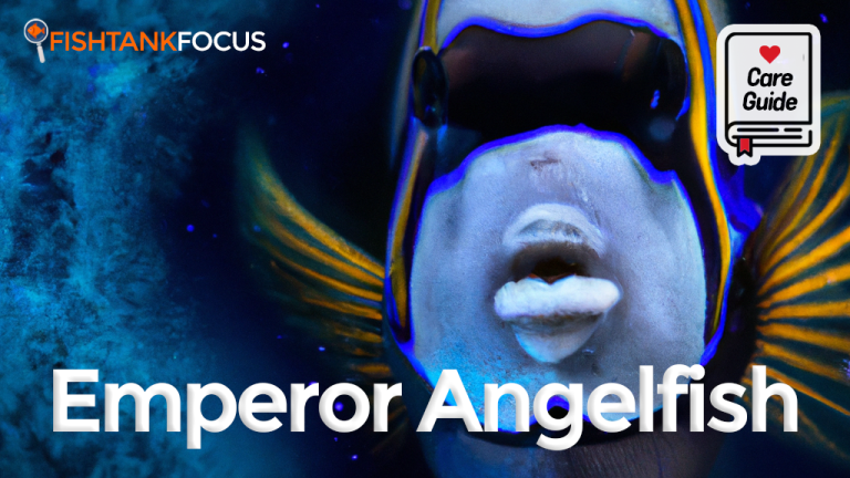 Emperor Angelfish: The Ultimate Guide to Care, Breeding, Tank Size and More