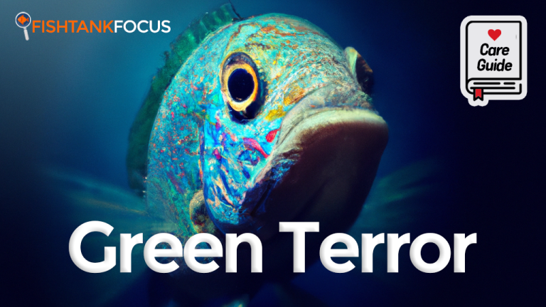 Green Terror Chichids [Care Guide] - Tank Mates, Size & Much More
