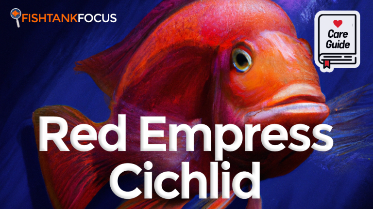 Red Empress Cichlid [Care Guide] - Size, Breeding, Tank Mates & More