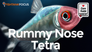Rummy Nose Tetra [Care Guide] - Size, Temperature, Tank Mates & More