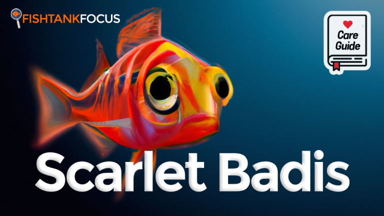 Scarlet Badis [Care Guide] - Size, Tank Mates, Breeding & More