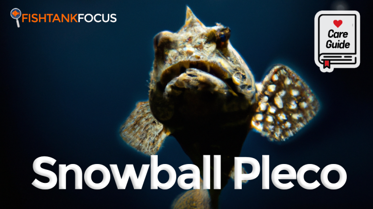 Snowball Pleco: A Comprehensive Care Guide