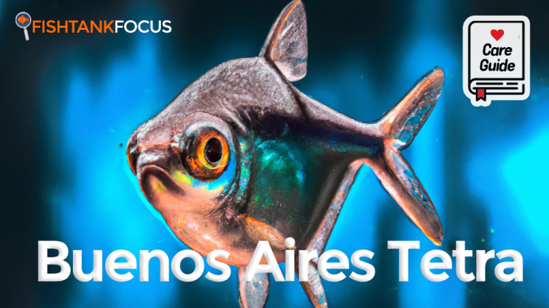 The Buenos Aires Tetra: A Comprehensive Care Guide. Size, Tank Mates & More