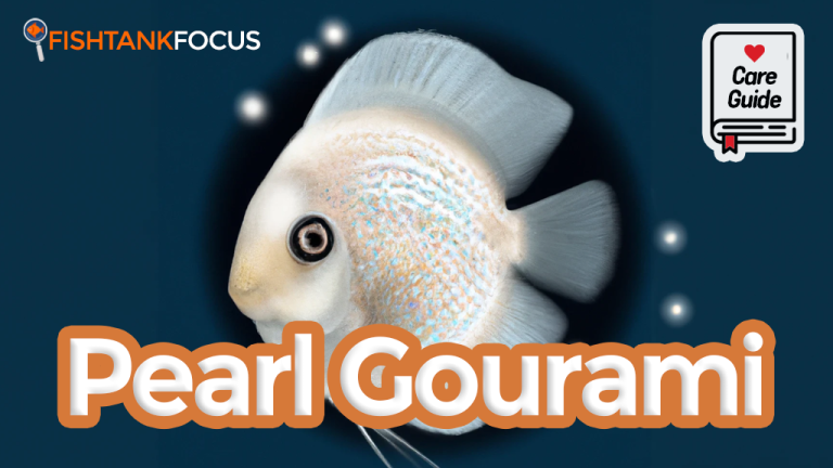 Pearl Gourami Care: Tank Mates, Size, Lifespan, Breeding & More