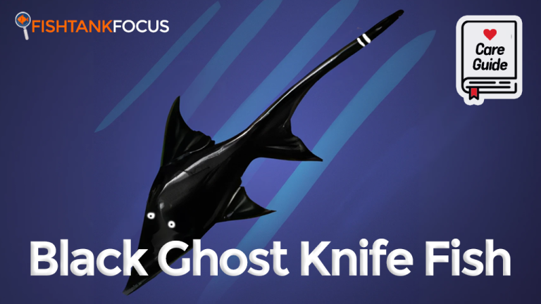 Black Ghost Knife Fish: Care, Size, Lifespan, Tank Mates & More