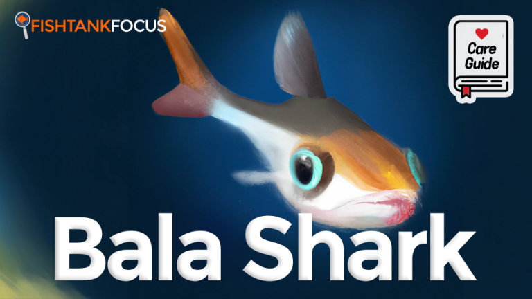 Bala Shark 101 – All the Basics You Need to Know