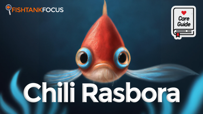 The Essential Guide to Chili Rasbora Care: Tank Size, Diet, Mates & More