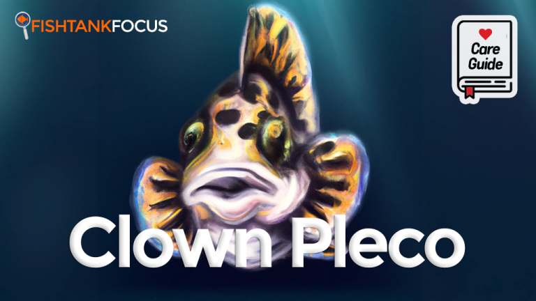 Clown Pleco: The Ultimate Guide