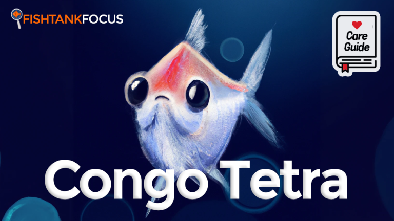 The Complete Congo Tetra Care Guide: Tank Mates, Size, Lifespan & More