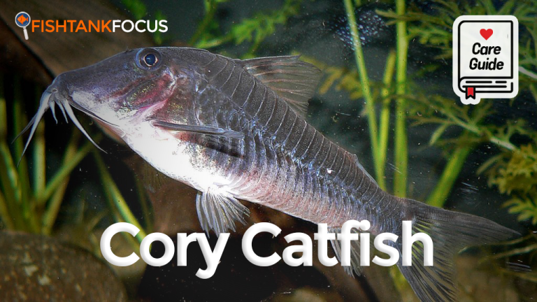 Cory Catfish Ultimate Care Guide: Diet, Tank Dimensions, Tankmates ...